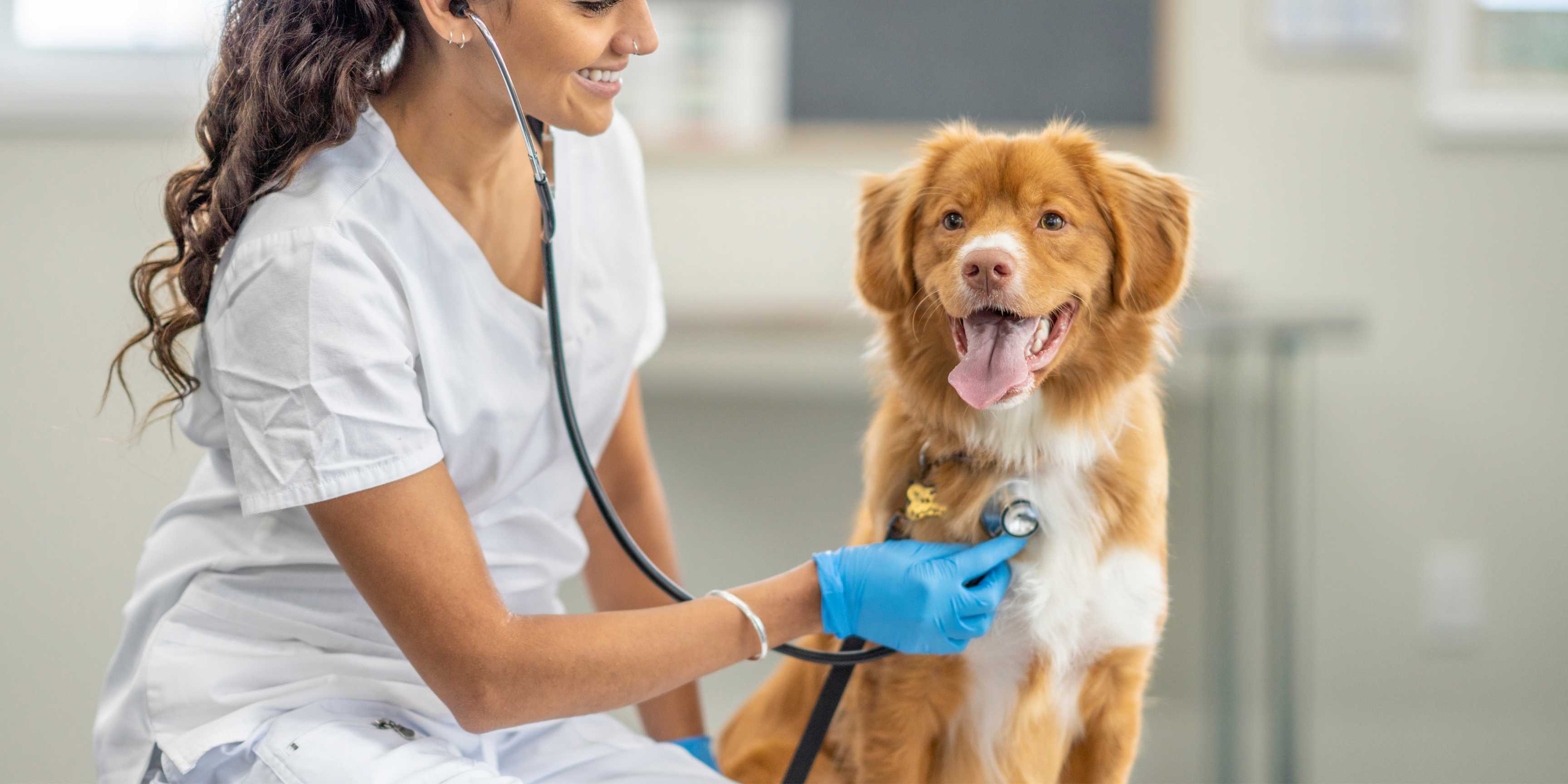 Buivydiškių veterinarijos klinika – Veterinarijos klinika Vilniuje